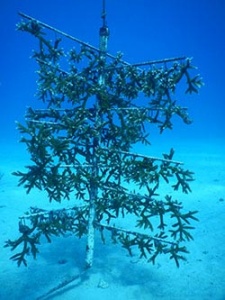 Underwater Gardening Anyone? | The Hothouse Blog | Coral Gables Garden Club