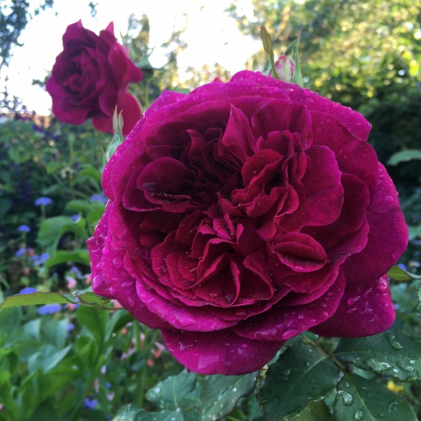 Incorporating Roses For Cutting In The South Florida Garden - The ...