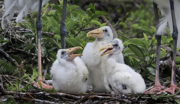 Photo Contest 2024 - Coral Gables Garden Club