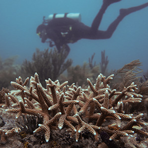 Citizen Science: Community Members Help to “Rescue a Reef” - The ...