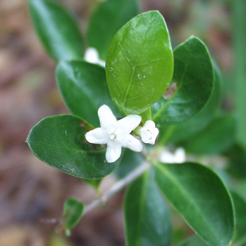 Shop - Coral Gables Garden Club