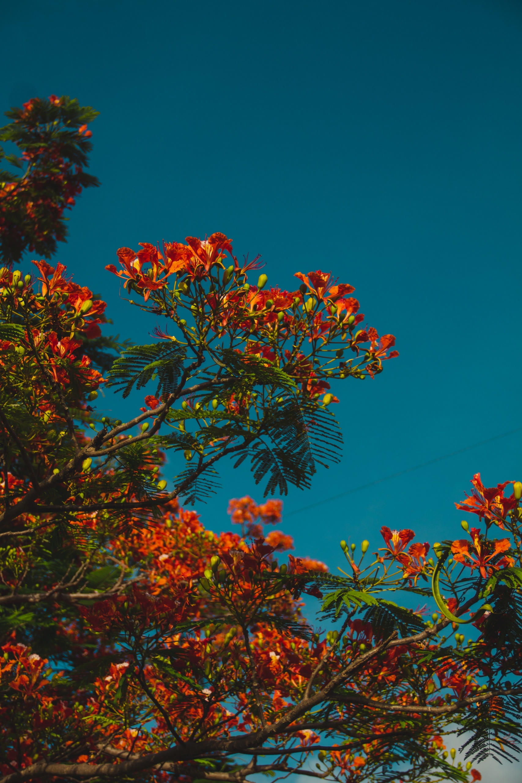 Canopy: What It Is and Why It's Important - Coral Gables Garden Club
